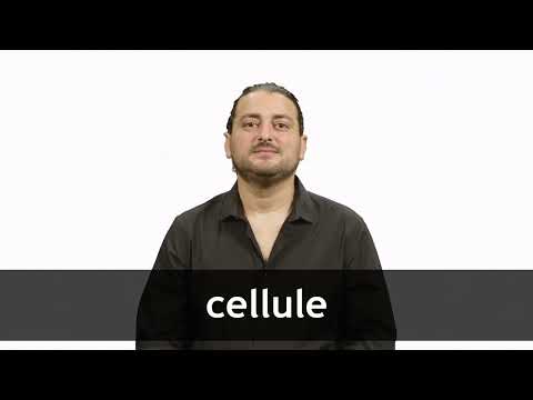 English Translation of “CELLULE” | Collins French-English Dictionary
