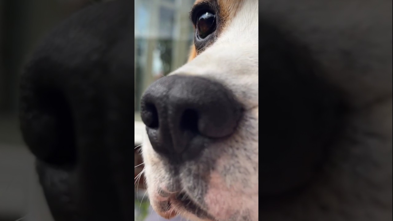 Beagle's Nose nevr stop#beagle#beaglepuppy#dogs#dog#love#ai#pets#pet#petshub#petlover#cat#shorts#fyp
