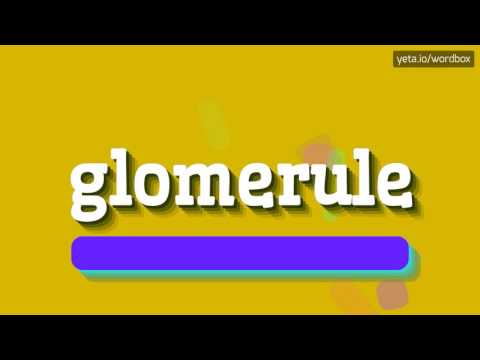 HOW TO SAY GLOMERULE? #glomerule