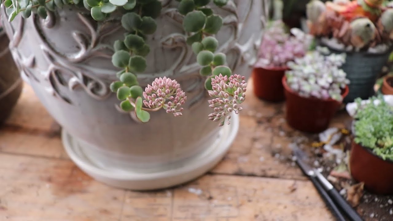 Mostrando La Floracion De La Sedum Sieboldii