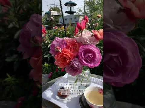 Hybrid Tea Roses | Are tender roses worth the effort in Zone 4(b)?