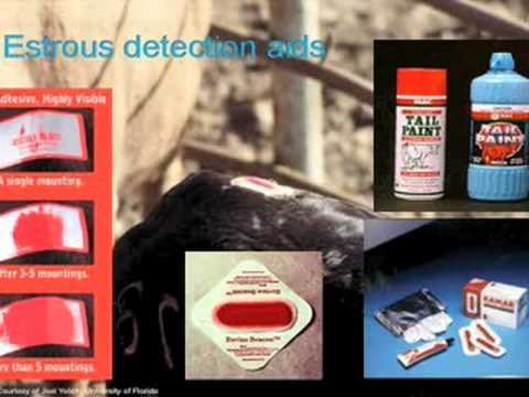 Estrous Detection
