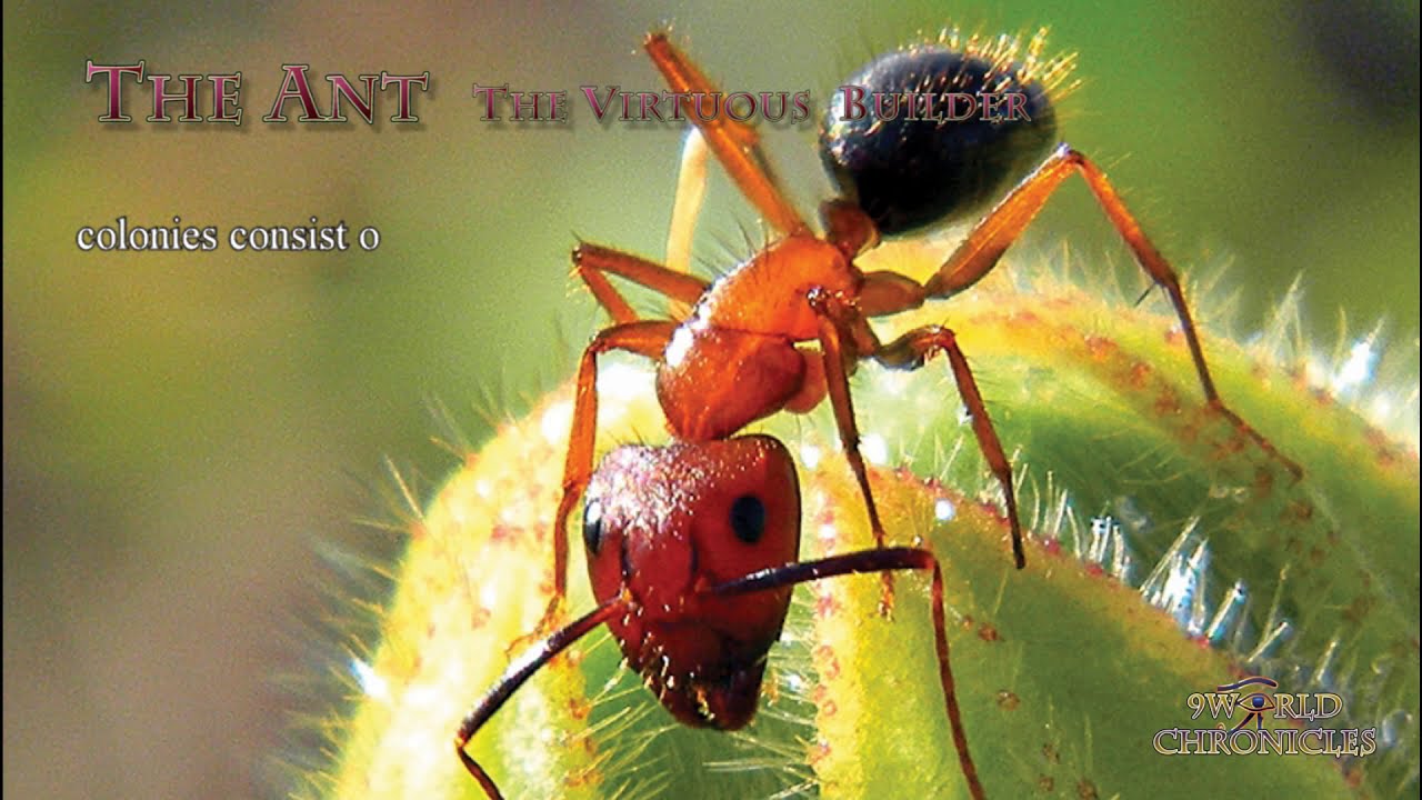 The Ant, a symbol of diligence, patience, humility and foresight