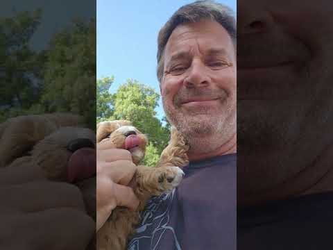 Henry the Australian labradoodle puppy. at Labradoodle Story Tails. please like and follow for