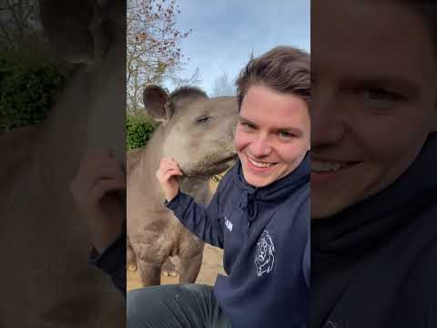 Happy World Tapir Day 🌎 #shorts