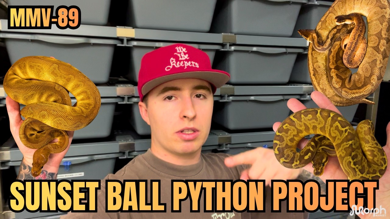 Sunset Ball Python Project SPOTLIGHT!