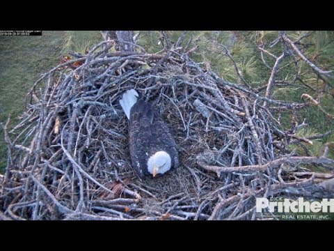 SWFL Eagles ~ Lovable Dad Tests Out The Nest Bowl! Brings Big Stick! Harriet Casts Pellet 9.28.19