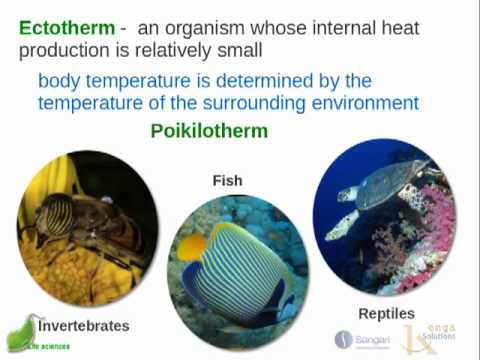 Human homeostasis: part 1 - Negative feedback, Glucose regulation Thermoregulation
