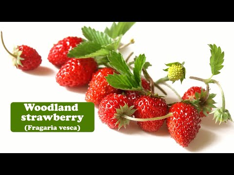 Purification, renewal, abundance--Woodland strawberry
