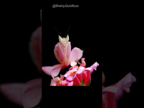 Deadly Flower Camouflage - Orchid Mantis