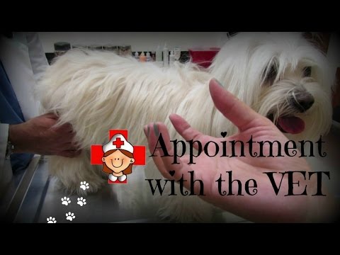 Visiting to the Vet, BANFIELD PET HOSPITAL, Petsmart, Coton de tulear I Lorentix