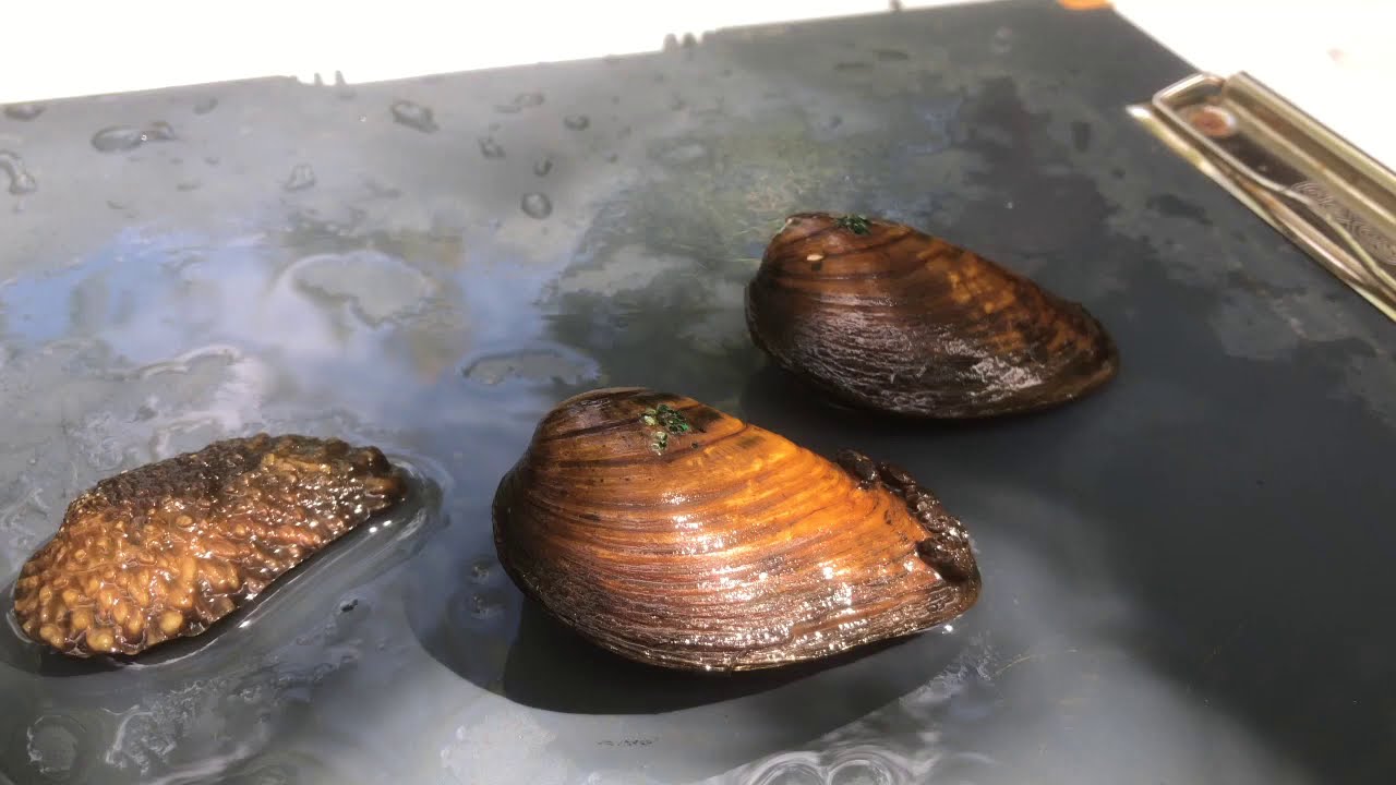 2- PA Endangered Mussels and Impacts of Aquatic Invasive Species