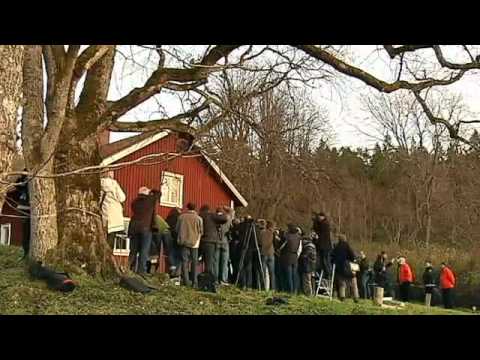 Rapports årskrönika - SVT Play Del 3.flv