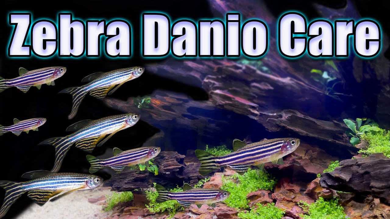 Is The Zebra Danio Really a Beginner Fish? Care and Breeding