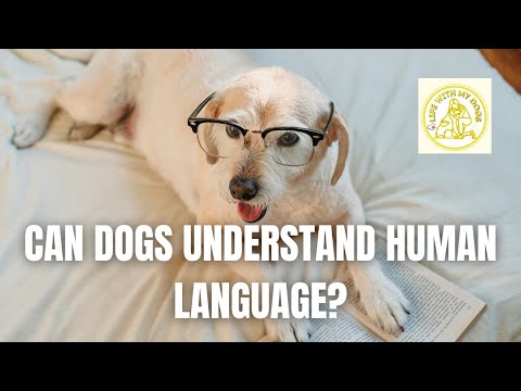 Can Dogs Understand Human Language? What the Latest Research Reveals