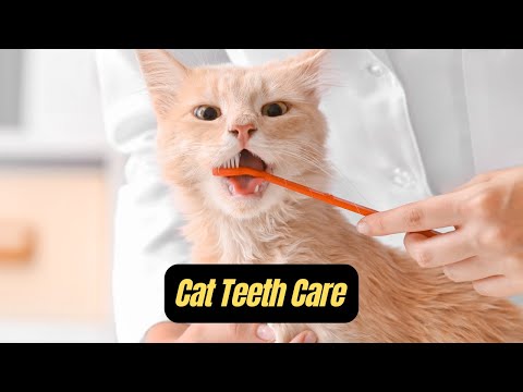 Cat Teeth Care: How to Maintain Your Cat’s Dental Health