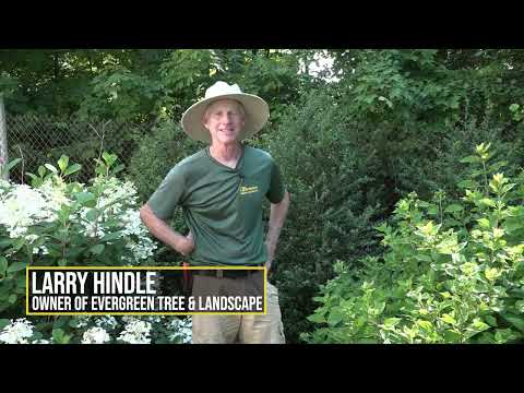 In-Depth Look at Spirea and Panicle Hydrangeas