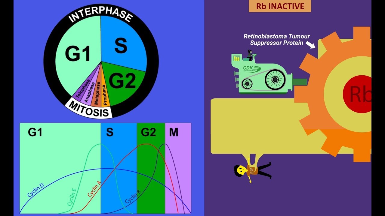 Cyclins and CDKs Cell Cycle Regulation