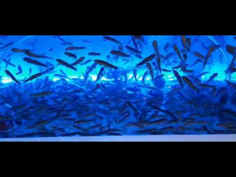 Garra Rufa Fish - Wholesale Price & Mandi Rate for Doctor Fish