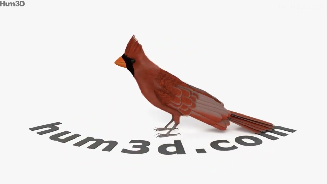 Northern Cardinal 3D model by 3DModels.org