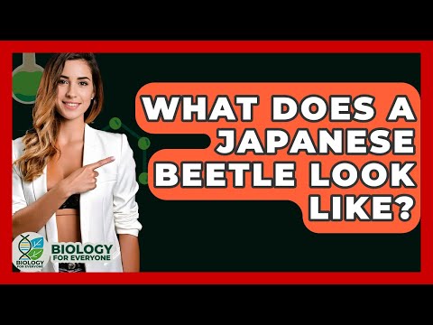 What Does A Japanese Beetle Look Like? - Biology For Everyone