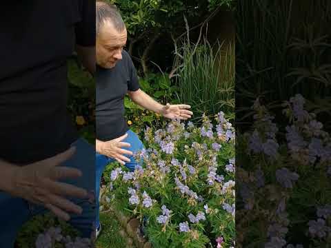 Hardy Geranium 'Mrs Kendall Clark' | Tall Hardy Perennials | Easy Perennial Plants to Grow