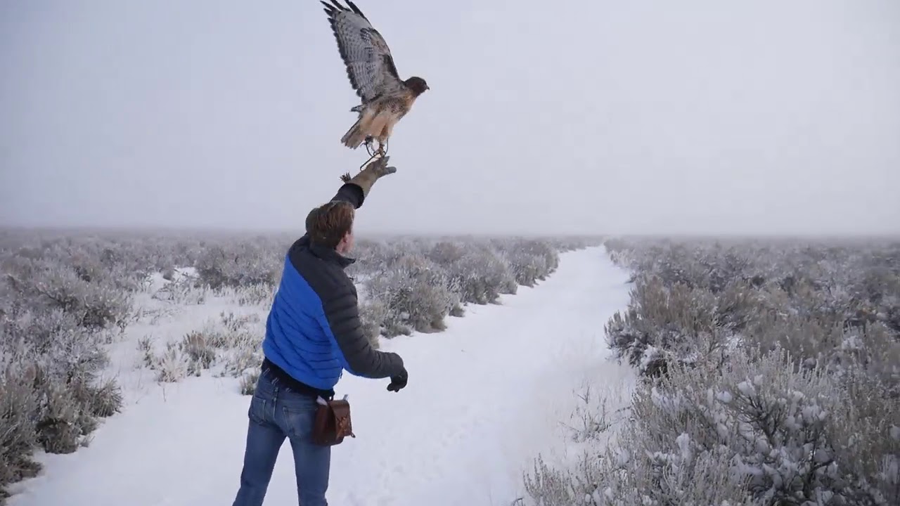Flying a Red Tail Hawk