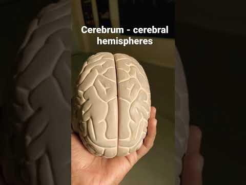 Brain | cerebrum | cerebral hemispheres | Largest part of brain |