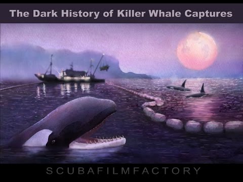 Orca Capturing- everything you need to know. – SAVE THE ORCAS