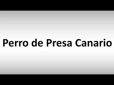 How to Pronounce Perro de Presa Canario