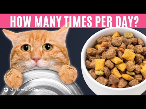 How Many Times Should I Feed My Cat Per Day? | CAT NUTRITION GUIDE