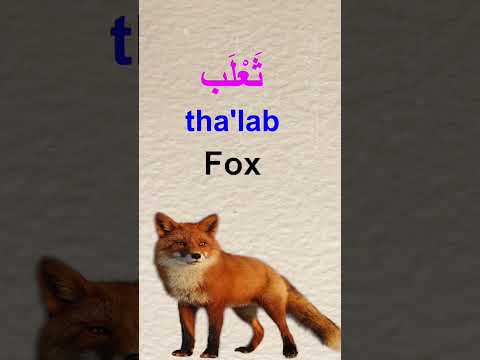 learn common words and sentences in arabic #animals #shorts #english