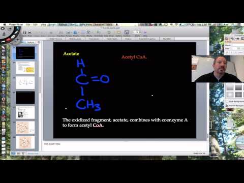 The Krebs Cycle