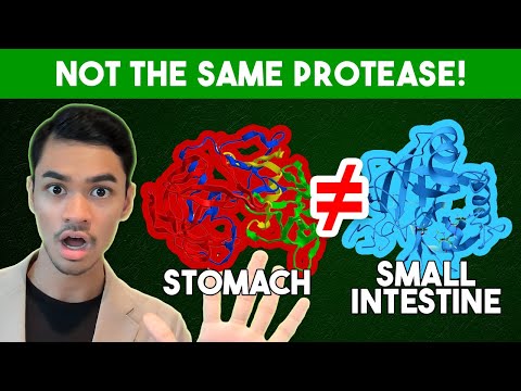 Is Stomach’s Protease Same As Small Intestine’s Protease? (2025 O Level Pure Biology Syllabus!)