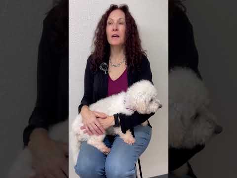 Meet Faith, Our Seven-Year-Old Rescued Bichon #shorts