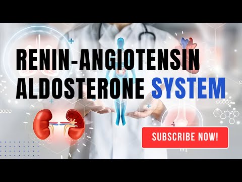 How does the Renin-Angiotensin-Aldosterone System regulate blood pressure?