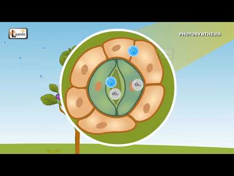 PICT | Photosynthesis