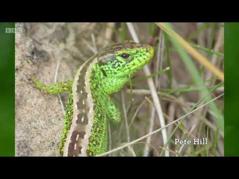 Sand Lizards on Springwatch (2020)