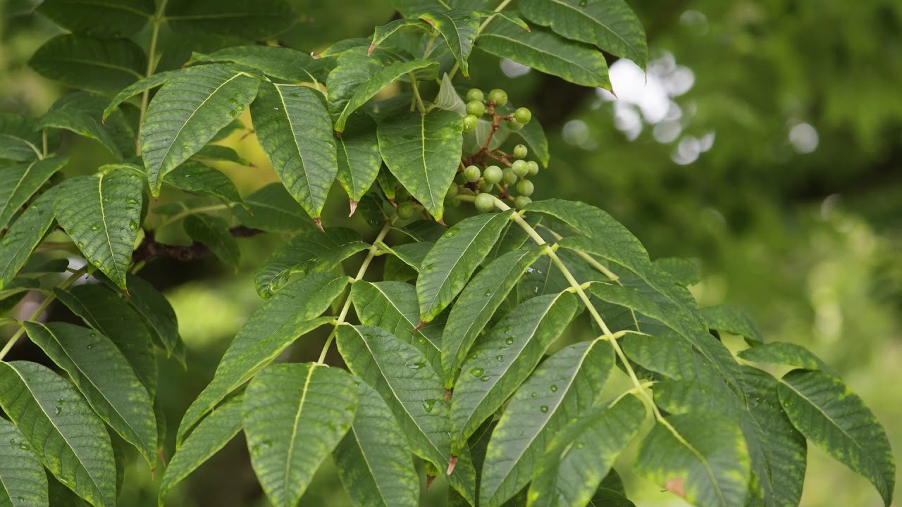 Phellodendron amurense - Amur Cork Tree