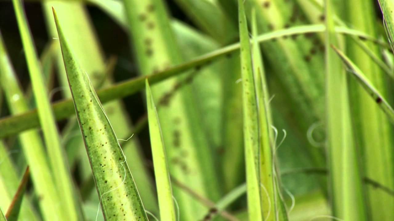 Pest Problems Yucca Bug