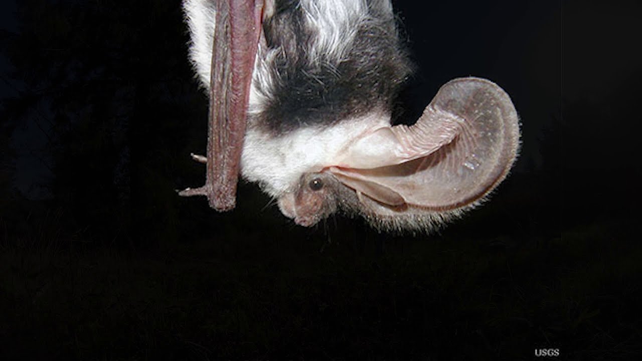 Monitoring bats with ODFW