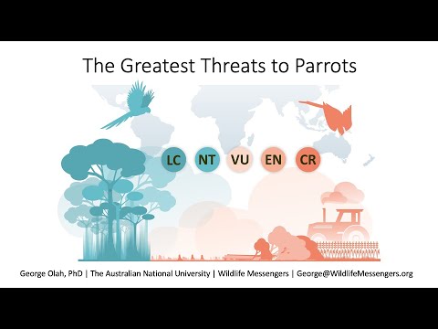 The Greatest Threats to Parrots | by Dr. George Olah