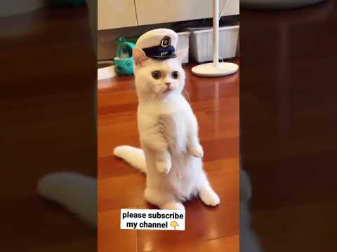 Trained Army cat