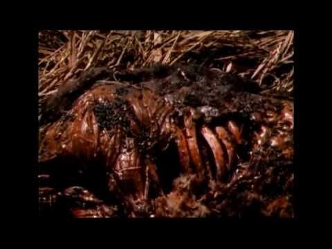 The nest(1988) death scenes