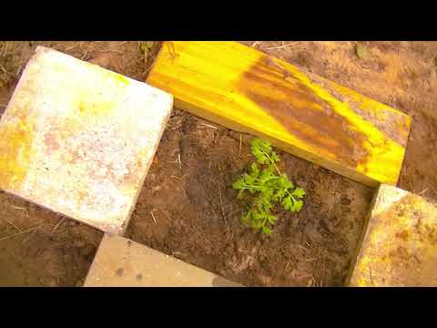 Wormwood Artemisia absinthium herb from seed to plant