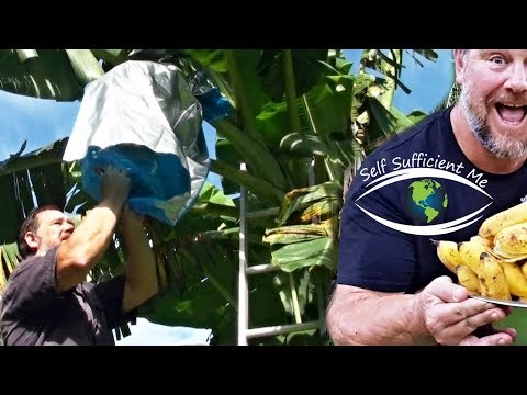 How to Bag a Bunch of Bananas | Basic Gardening Tips for Beginners