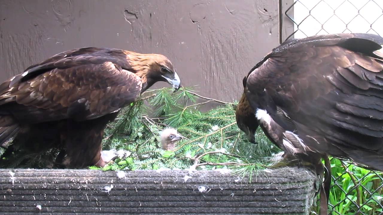 Golden Eagle Chick with Parents