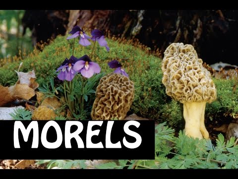 Morels #1: Where to Find them, How to ID, Types of Morels