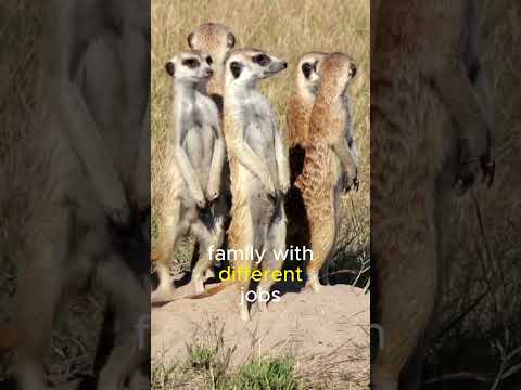 Do You Know About Meerkats? | #subscribe for more.... #shorts #meerkat