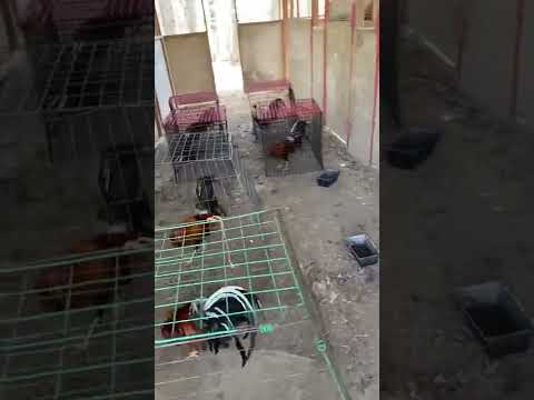 How a game rooster should be act the last 3 days of the keep #gamefowl #chicken #cockfight